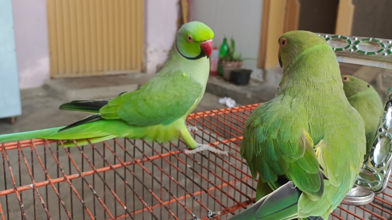 The Best Indian Ringneck Talking Parrot - YouTube