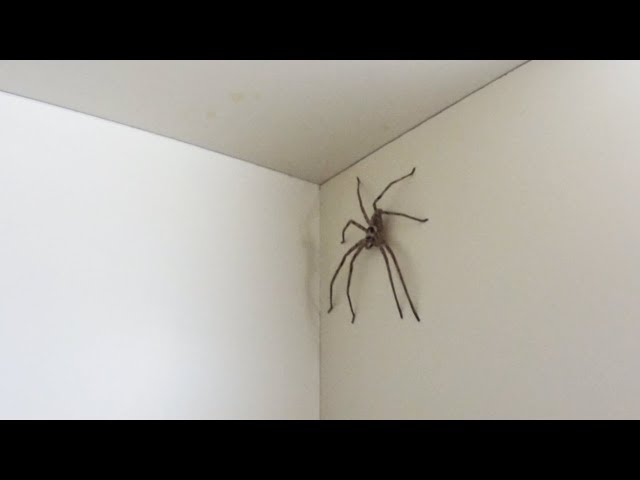 Giant Australian Spider On Wall