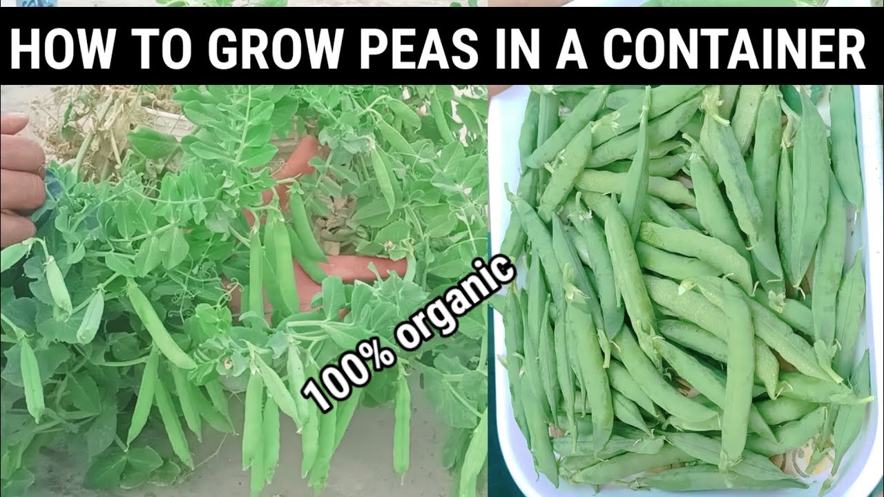 HOW TO GROW PEAS IN CONTAINER. HOW to Grow peas in pot from seeds ...