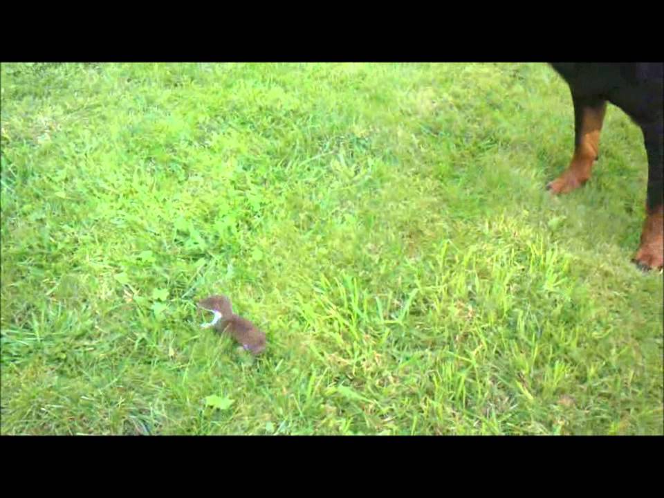 vessla.wmv - YouTube