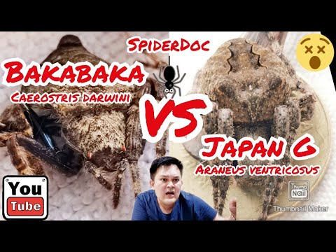 Japan G VS Baka Baka ft. KADAGIT (Araneus Ventricosus vs Caerostris ...