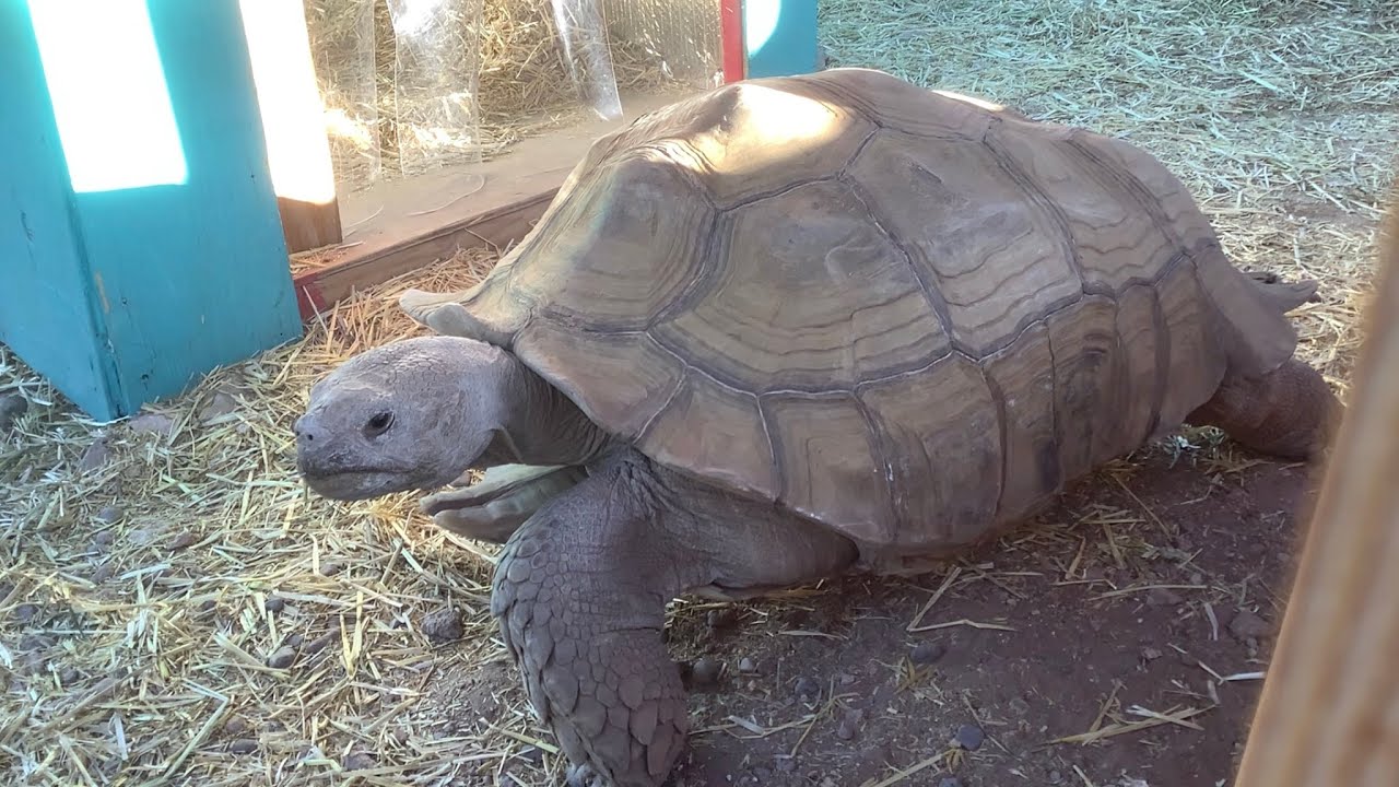 How to keep your Sulcata tortoise warm at night! - YouTube