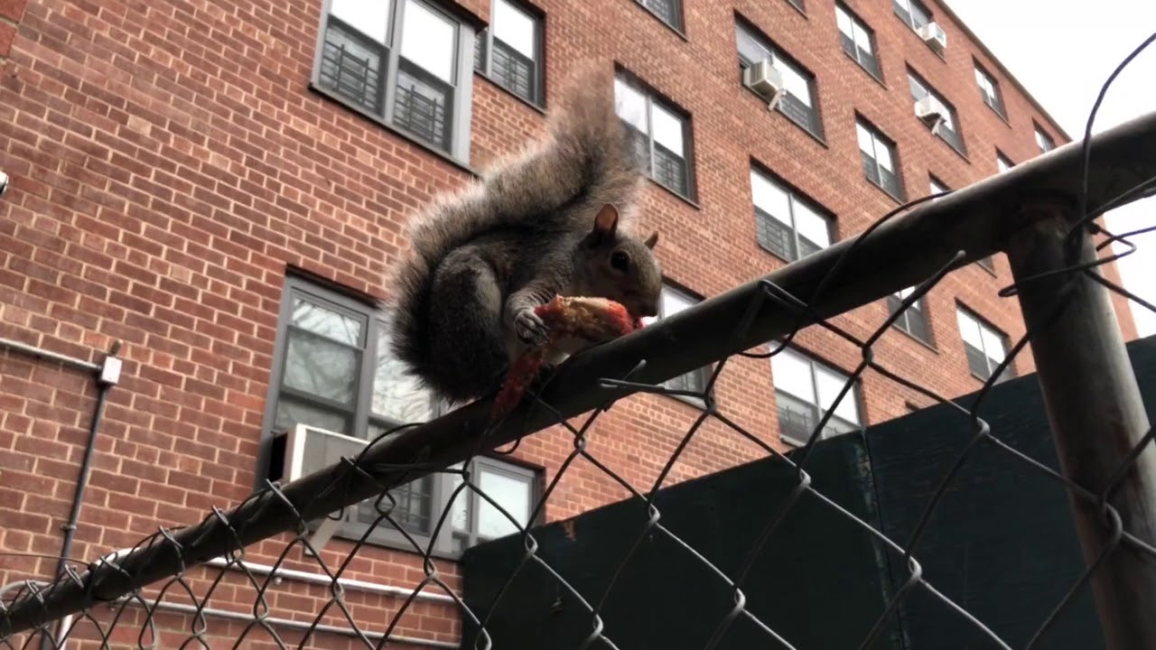 Squirrel Eating Chicken Wings with Hot Sauce - YouTube