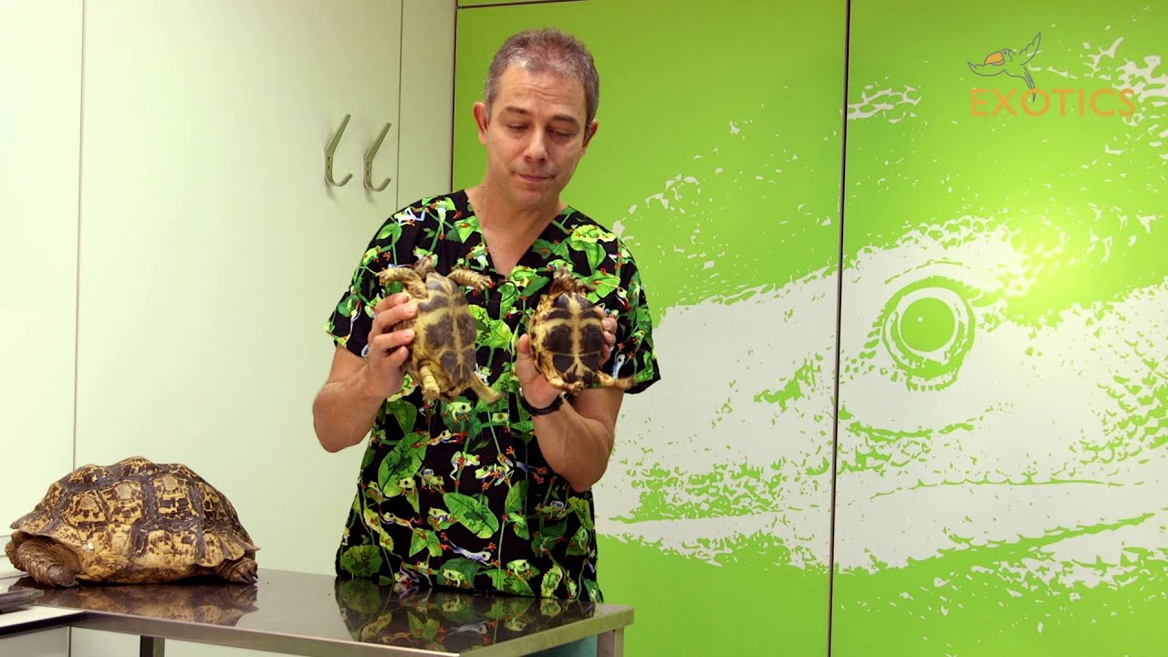 ¿Como se sabe el sexo de una tortuga? - Veterinario Animales Exoticos ...
