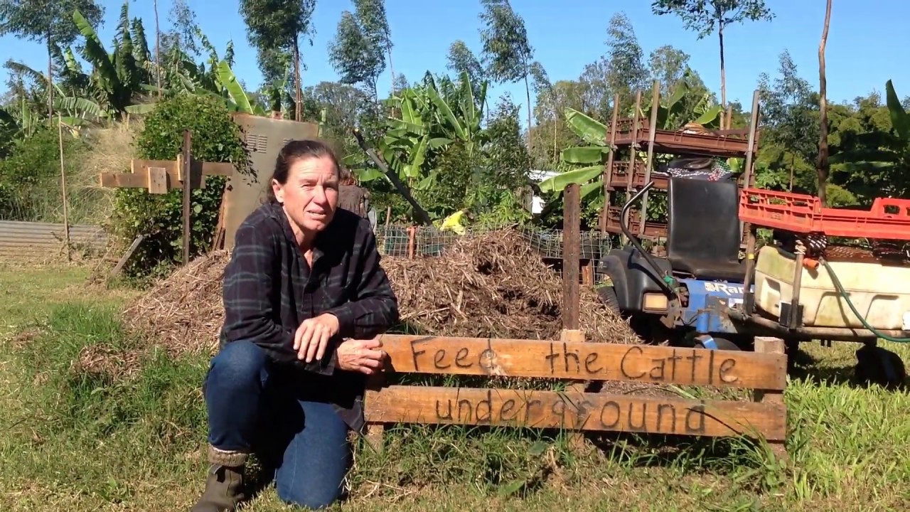 petals in syntropy ~ 'feed the cattle underground' - YouTube