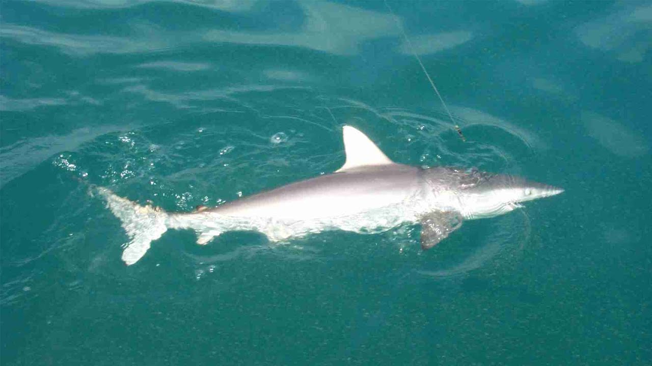 Shark tries to EAT Tuna (Blackfin) Florida Keys - YouTube