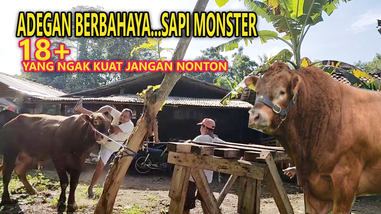 sapi Monster keluar kandang mirip wariso setiafarm - YouTube