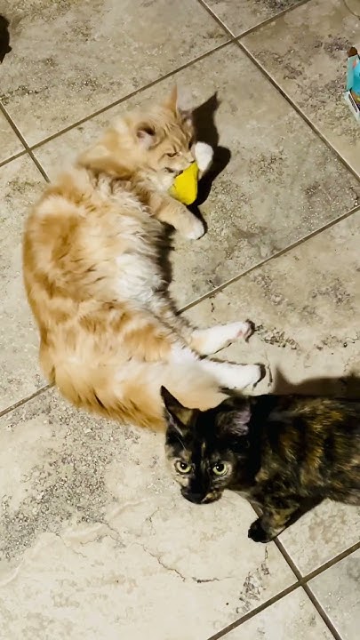 Banana filled with catnip! Best toy ever! #cats #cat #meow #rescuecats #catnip #mainecoon # ...