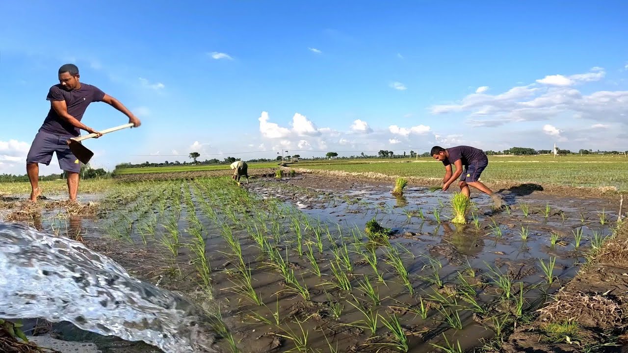 Village Life Of Bangladesh।। Bangladesh Rural Life Video।। গ্রাম বাংলার ...