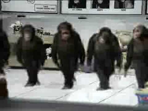 Taniec irlandzki małp Irish dancing monkeys - YouTube