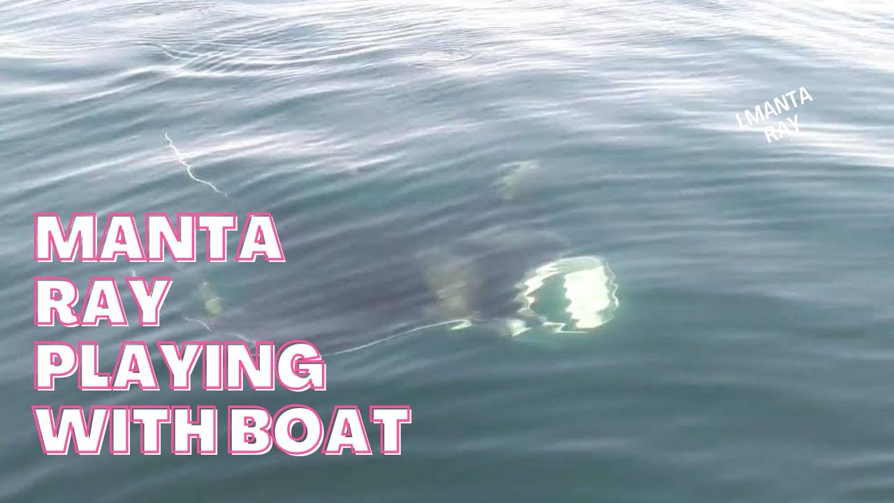Fascinating, Watching a Manta Ray Circling our Boat #mantaray #ray ...