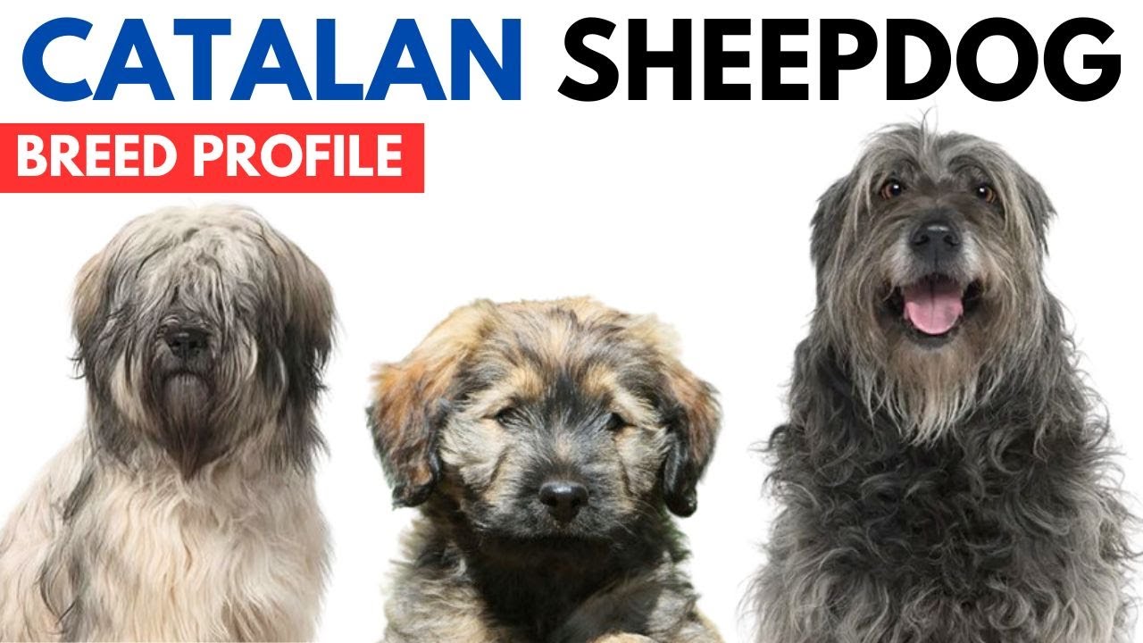 Catalan Sheepdog Breed Profile History - Price - Traits - Catalan ...