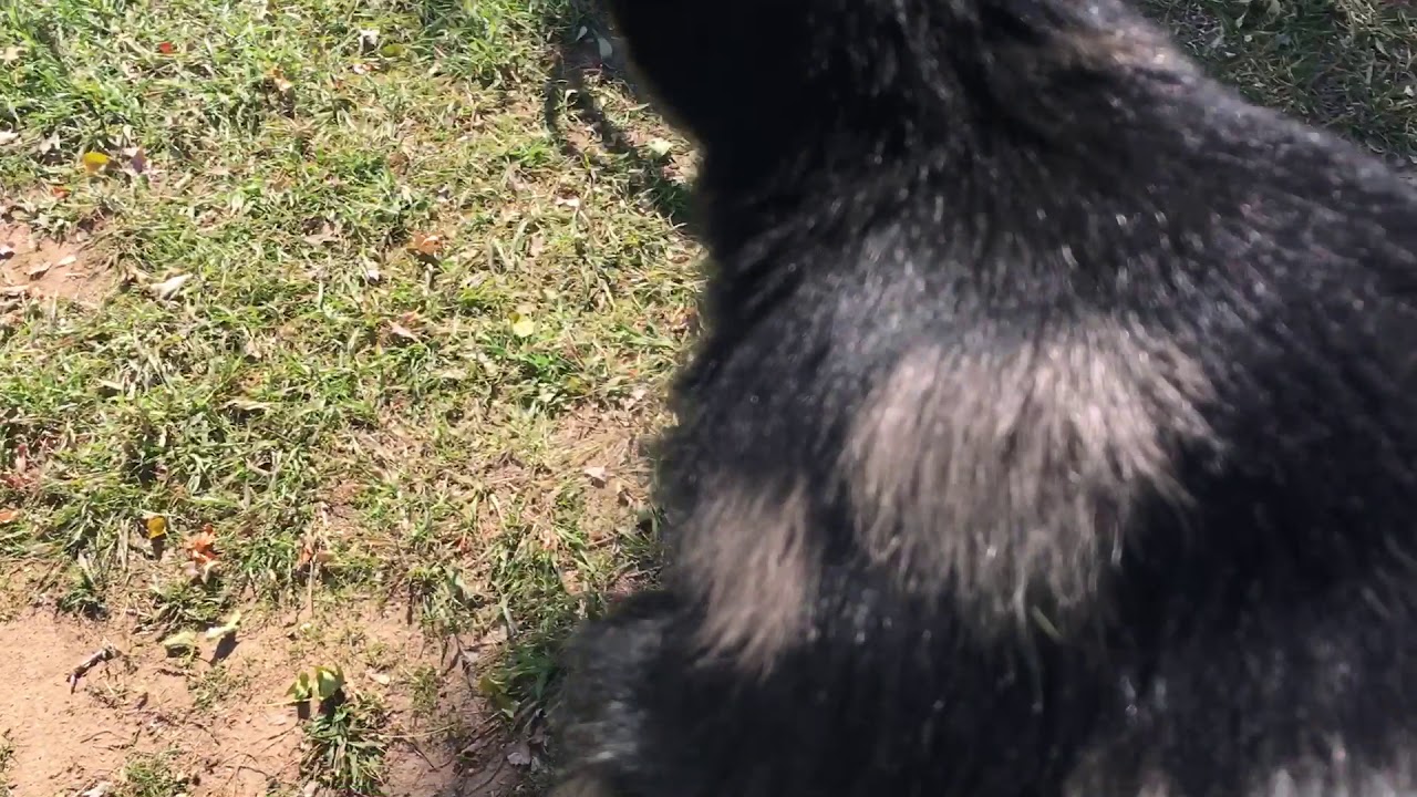 Crying Baby Goat! - YouTube