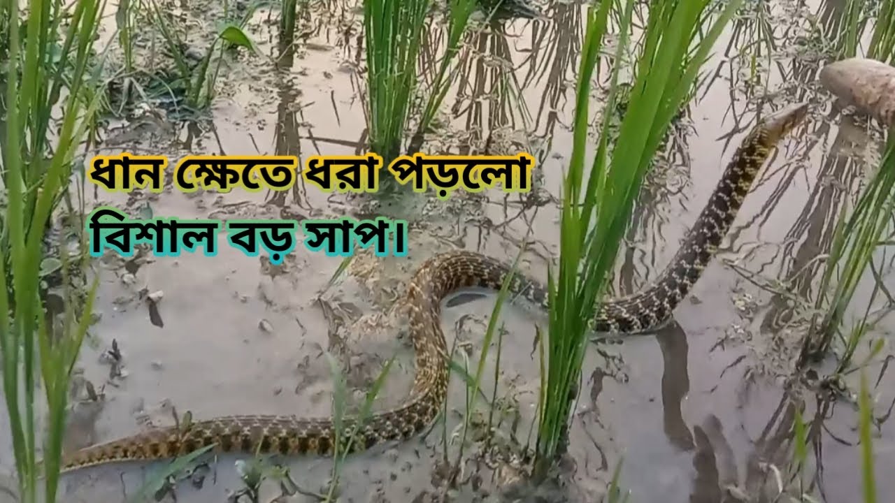 ধান ক্ষেতে ধরা পড়লো বিশাল বড় এক সাপ। #senak #FAF - YouTube