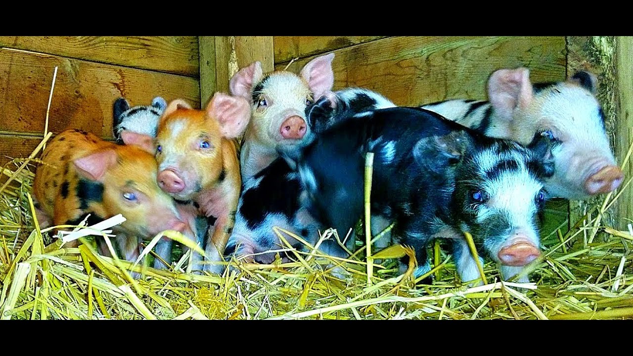 Pigs Soccer Practice - YouTube