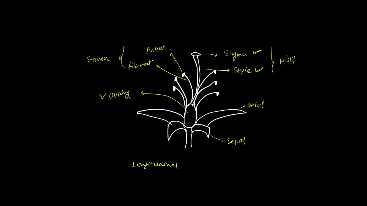 Draw a labelled diagram of the longitudinal section of a flower in 2 ...