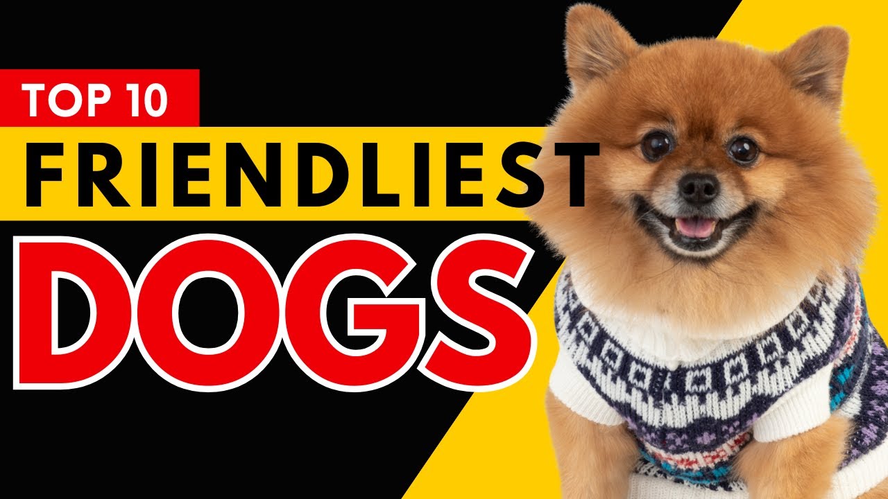 Top 10 Friendly and Adorable Dog Breeds for Families: Your Guide to ...