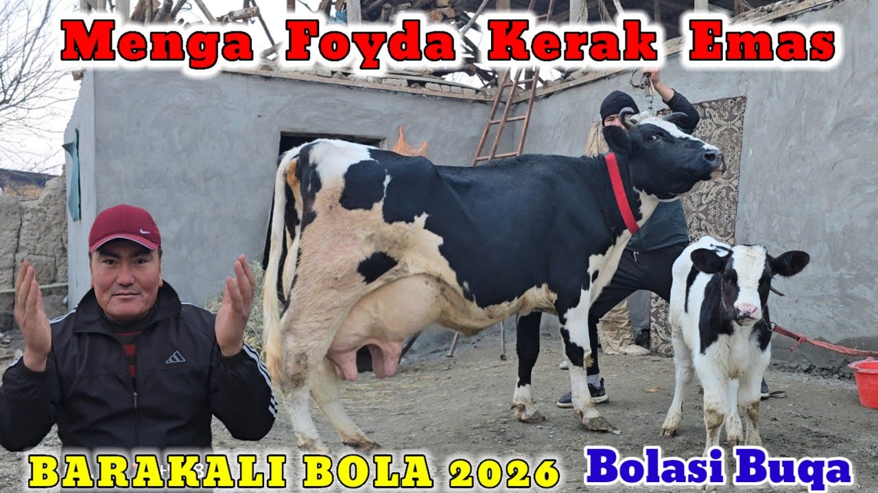 Barakali Bola Yondirib Tashladi 🔥 Tayor Ona Bola Sigirlar Narxlari ...