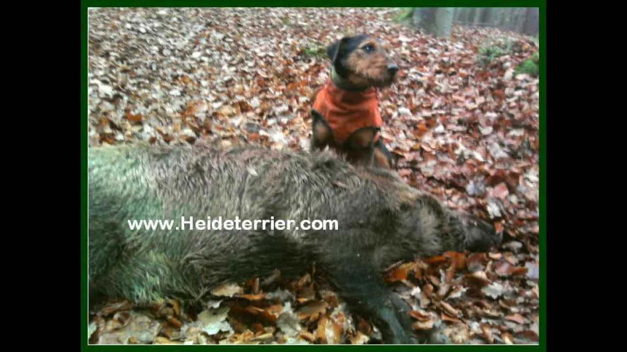 HEIDETERRIER Niedersächsischer Schwarzwildterrier der Wildschwein ...