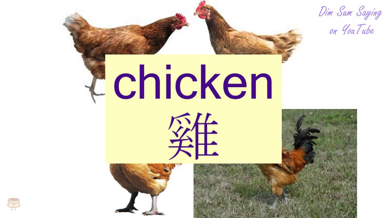 "CHICKEN" in Cantonese (雞) - Flashcard - YouTube