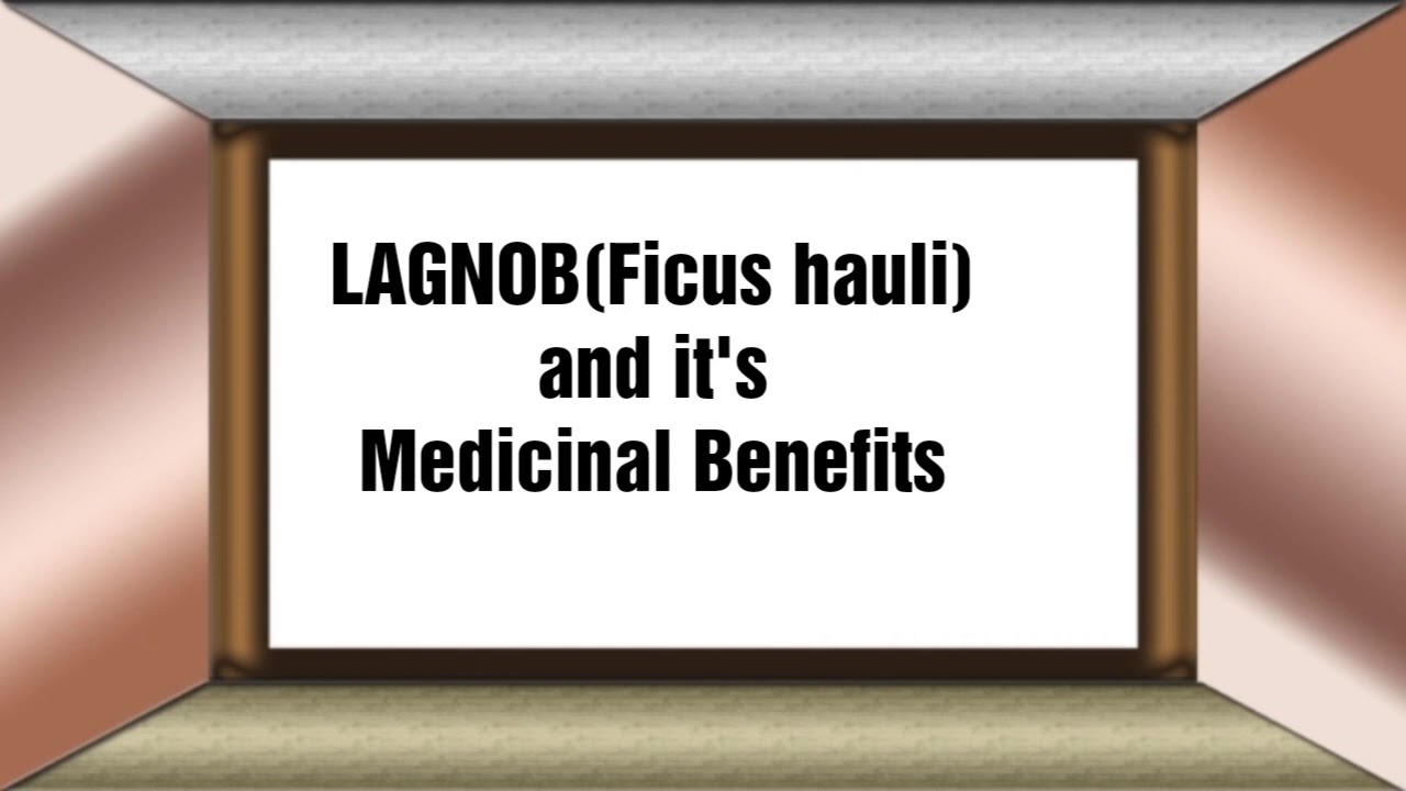 LAGNOB(Ficus hauli) and it's MEDICINAL BENEFITS - YouTube