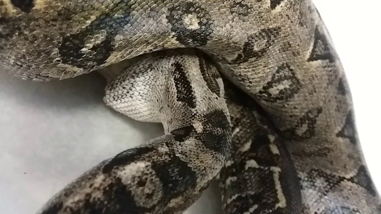 Tarahumara mountain boa eating - YouTube