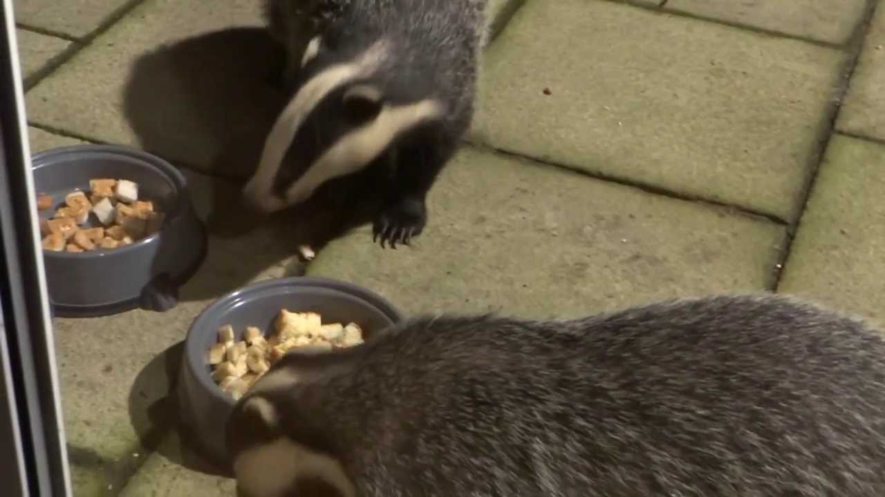 Cute badgers - YouTube