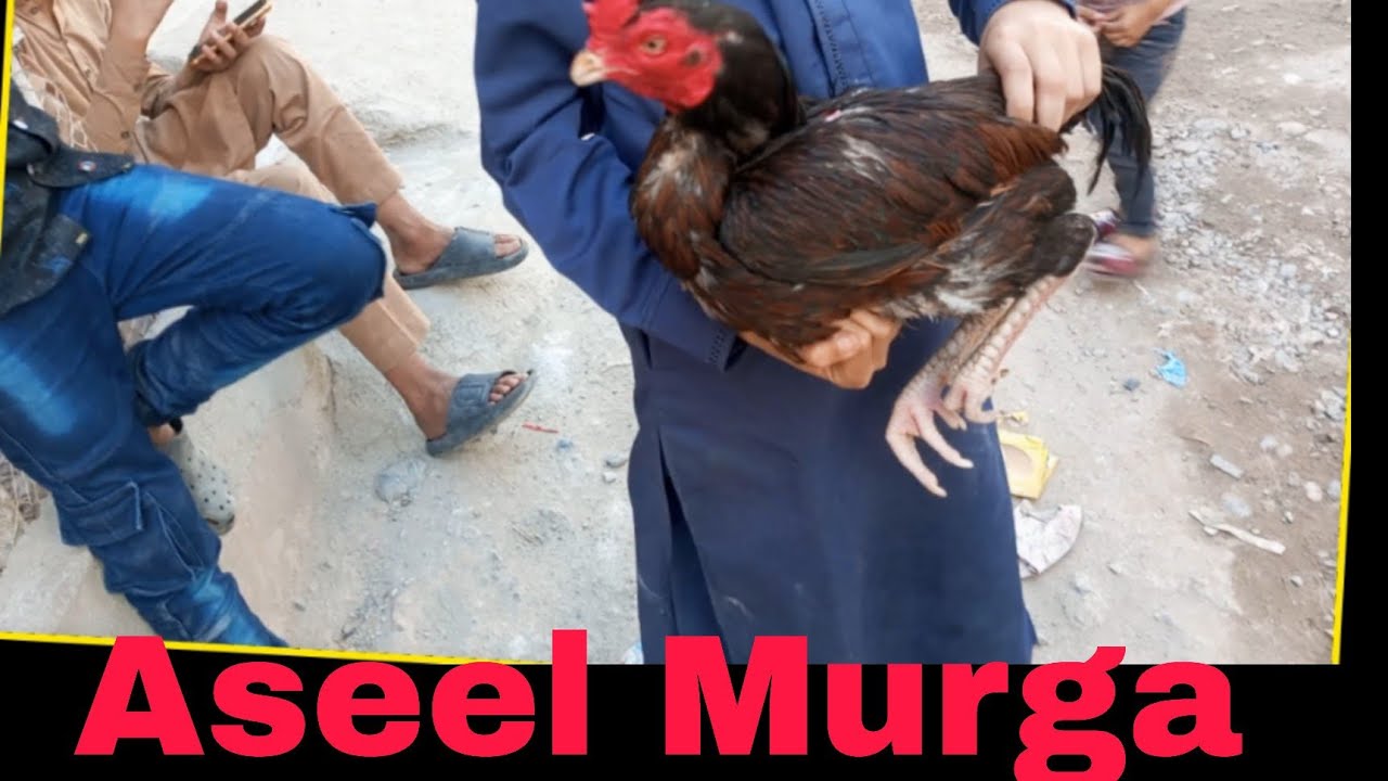 My new bird/murga lay ayai/vlog#12 - YouTube