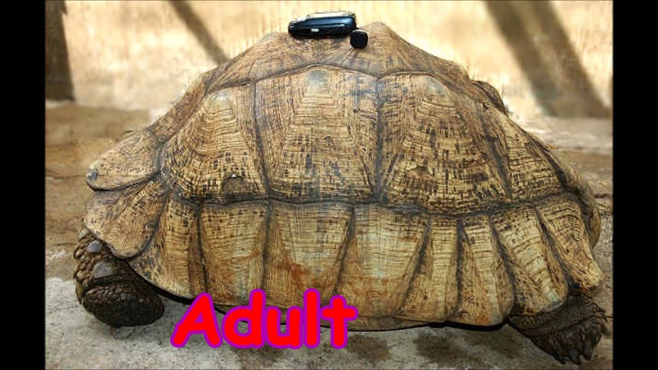 TOP 10 RAREST TORTOISE - YouTube