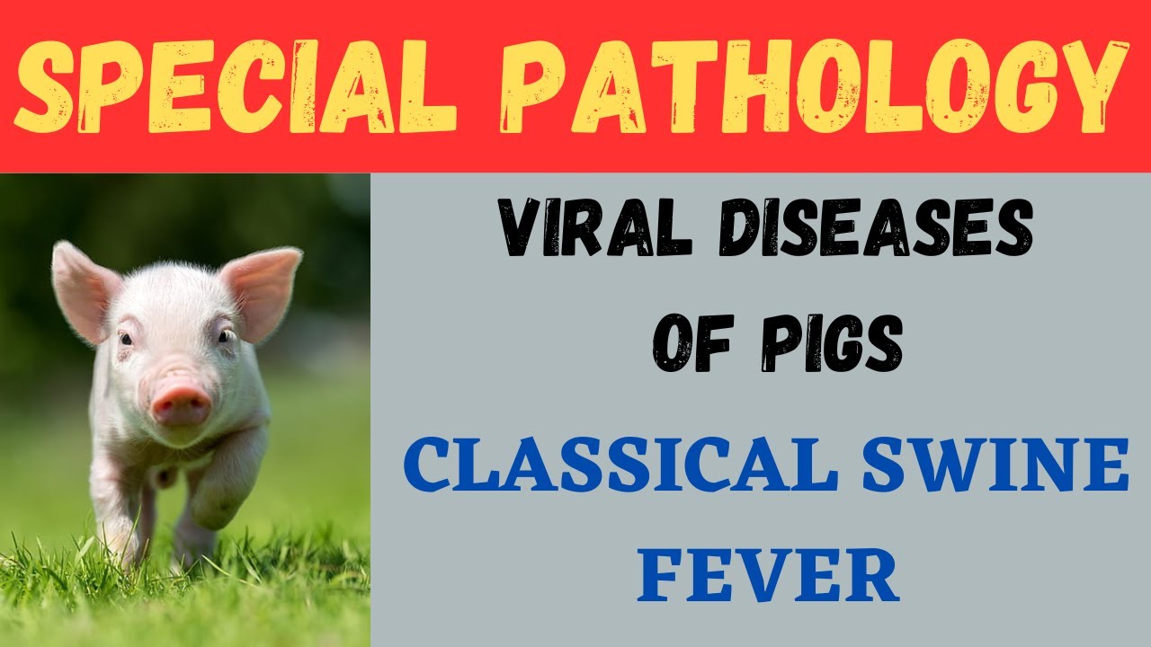 Classical Swine Fever Simplified - YouTube