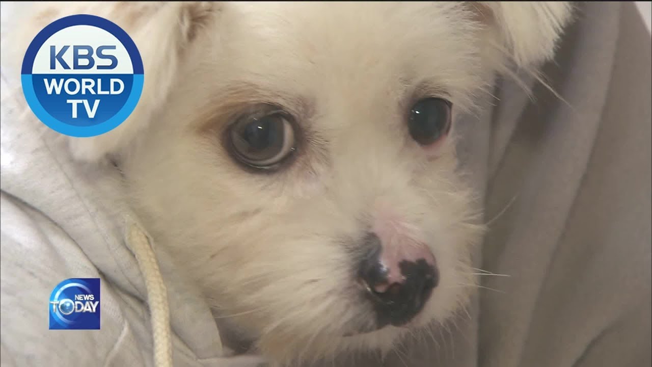 Abandoned Pets / Autumn View [KBS WORLD News Today / ENG / 2019.11.04 ...