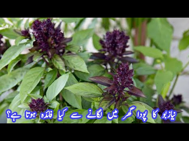 Basil In Urdu