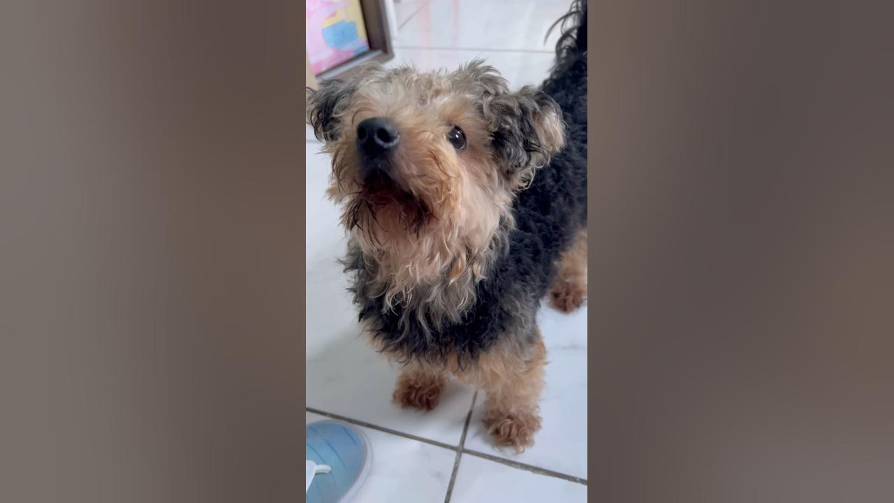 #freefire #shortsfreefire #fofurinhasdali #pets #ffshorts #petsfofinhos #cachorrosdivertidos ...