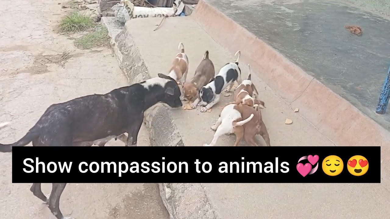 Show compassion to animals💞 ️💞🤩#youtubevideo #video #animals - YouTube