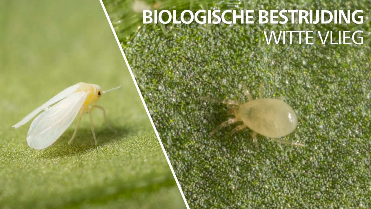 Witte vlieg bestrijding: Amblyseius swirskii - YouTube