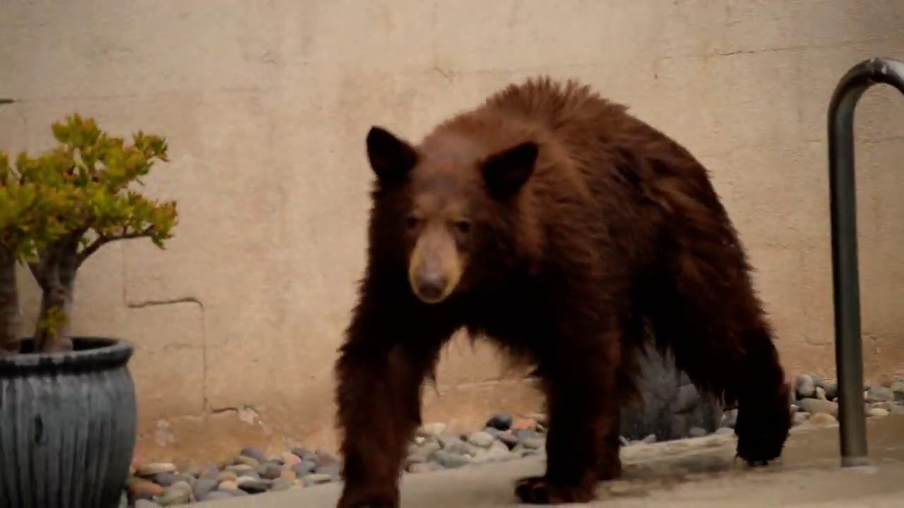 Jr. bear returns for another dip in the pool - YouTube