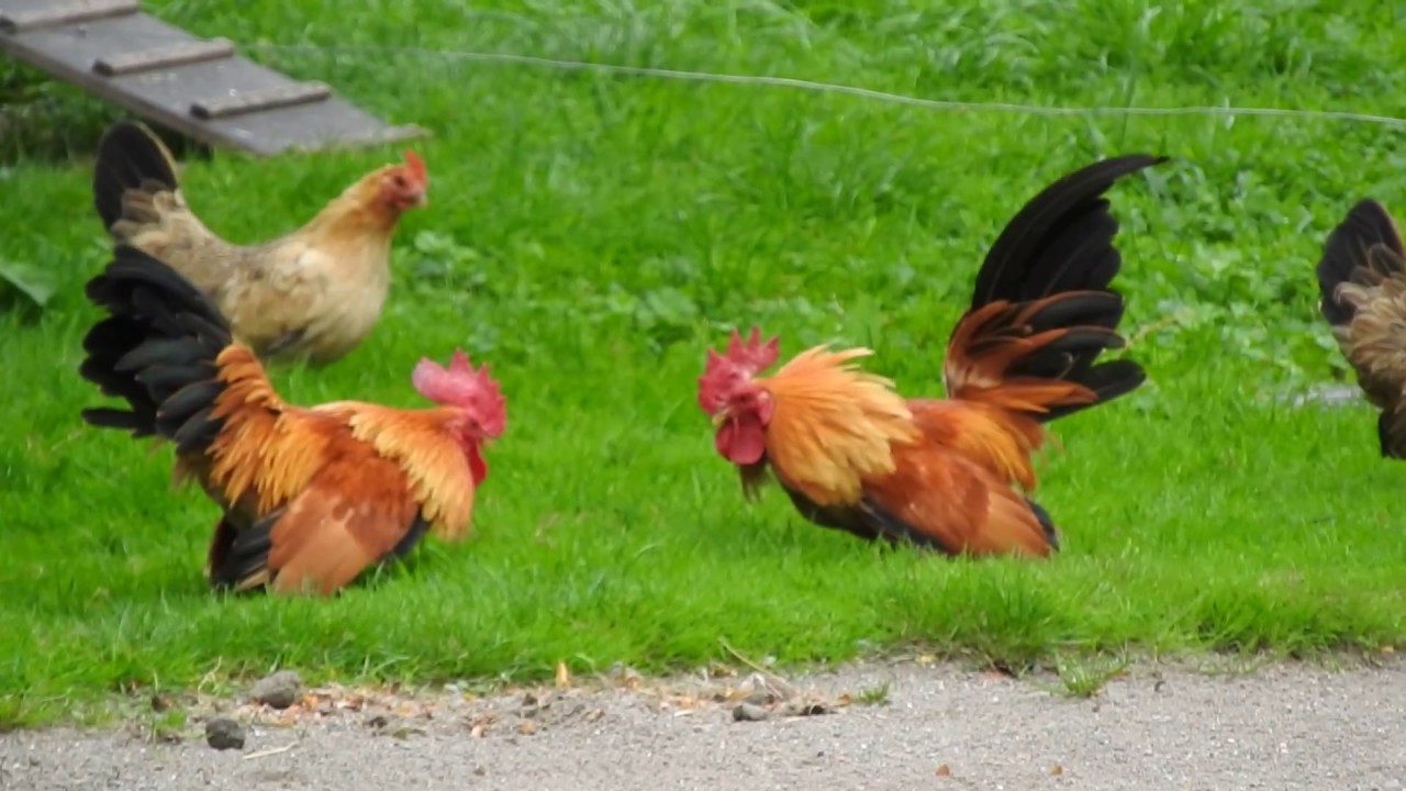 チャボ Chabo 2017 0821 - YouTube