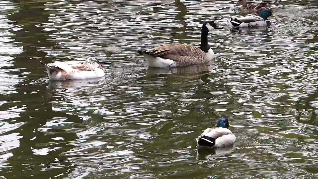 Canada goose on busy pond highway - YouTube
