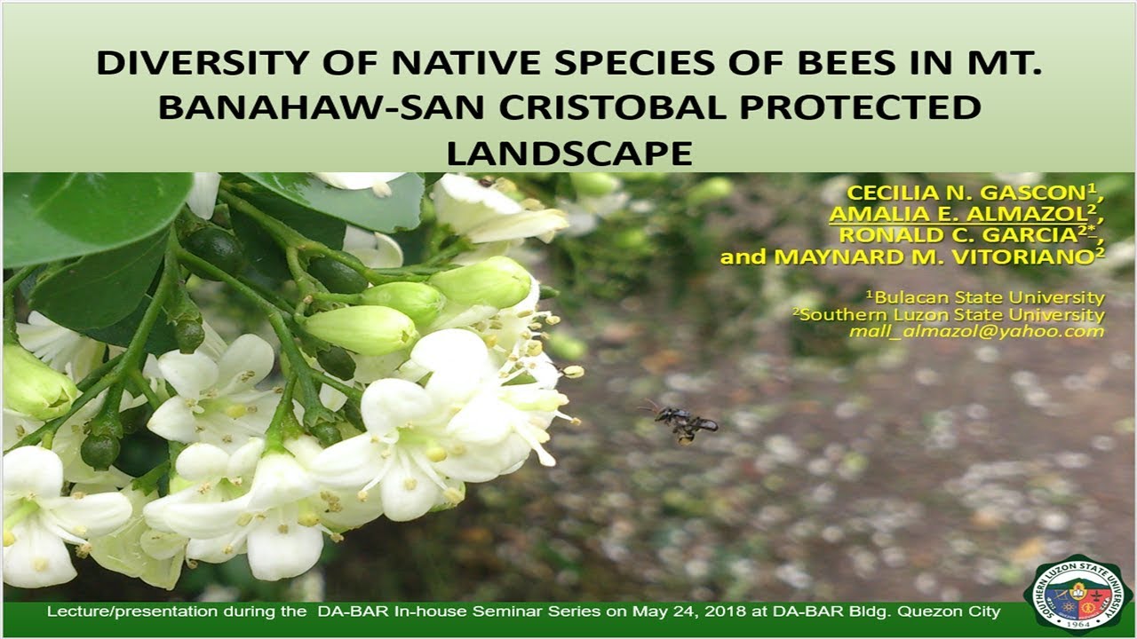 Diversity of Native Species of Bees in Mt Banahaw - YouTube