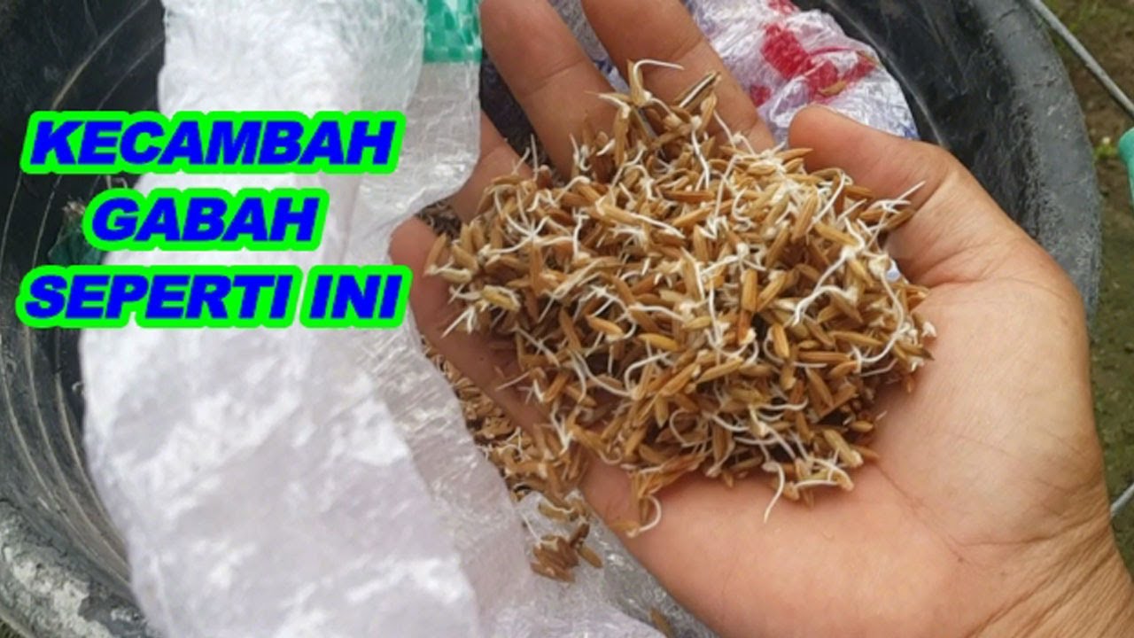 BEGINI CARA MEMBUAT PERSEMAIAN TANAMAN PADI | CARA BUDIDAYA TANAMAN ...