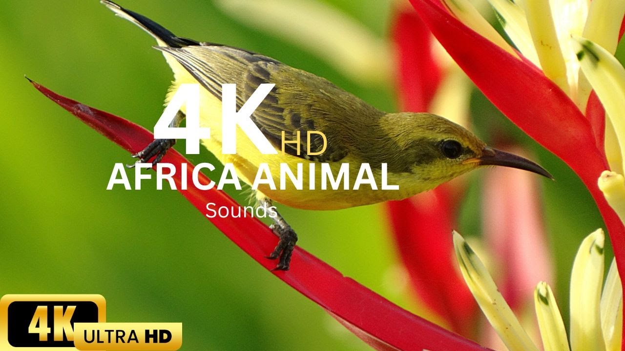 4K HDR 120fps Dolby Vision (Colour Dynamic) 4k African Wild Animals ...