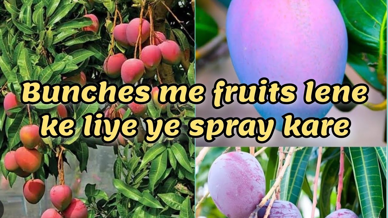 Miraculan PGR | How To use miraculan on mango 🥭 | Miraculan स्प्रे आम ...