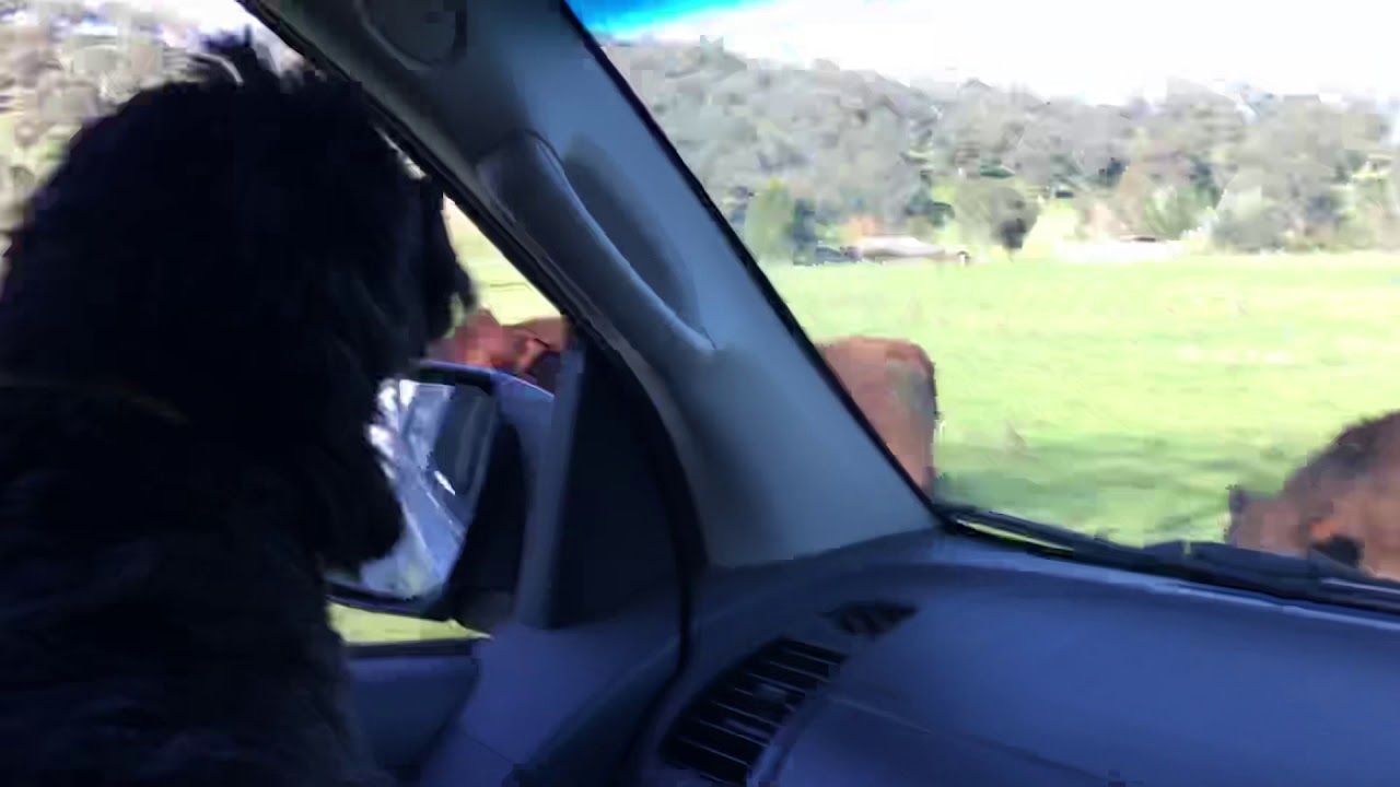 I DROVE A CAR (farm)(real life) - YouTube