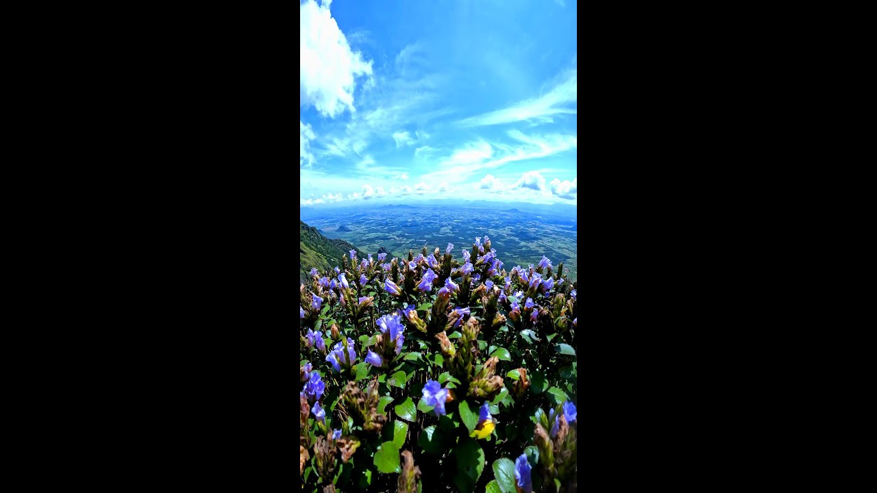 Neelakkurinji 2022, Santhanpara , kallippara Neelakkurinji, Idukki ...