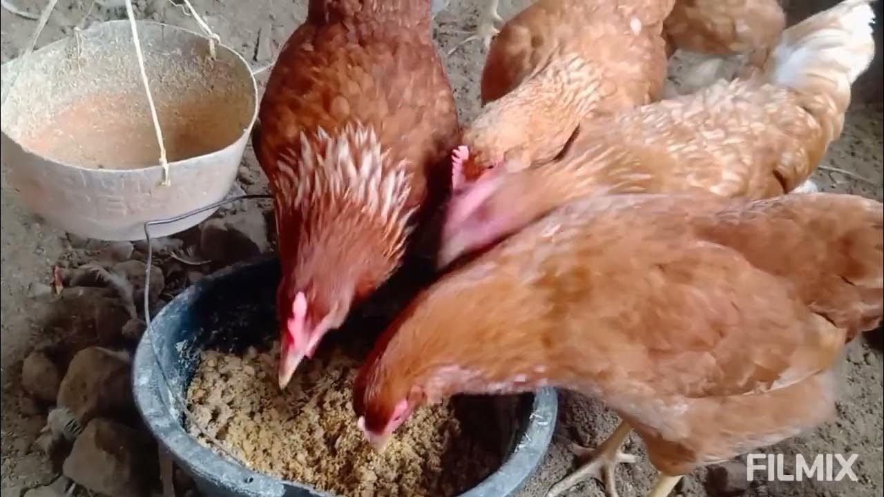 Pakan alternatif Ayam petelur Pullet Skala rumahan. - YouTube