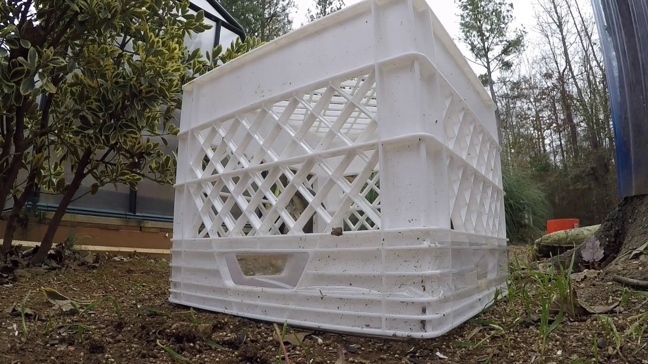 Milk Crate Bird Trap - YouTube