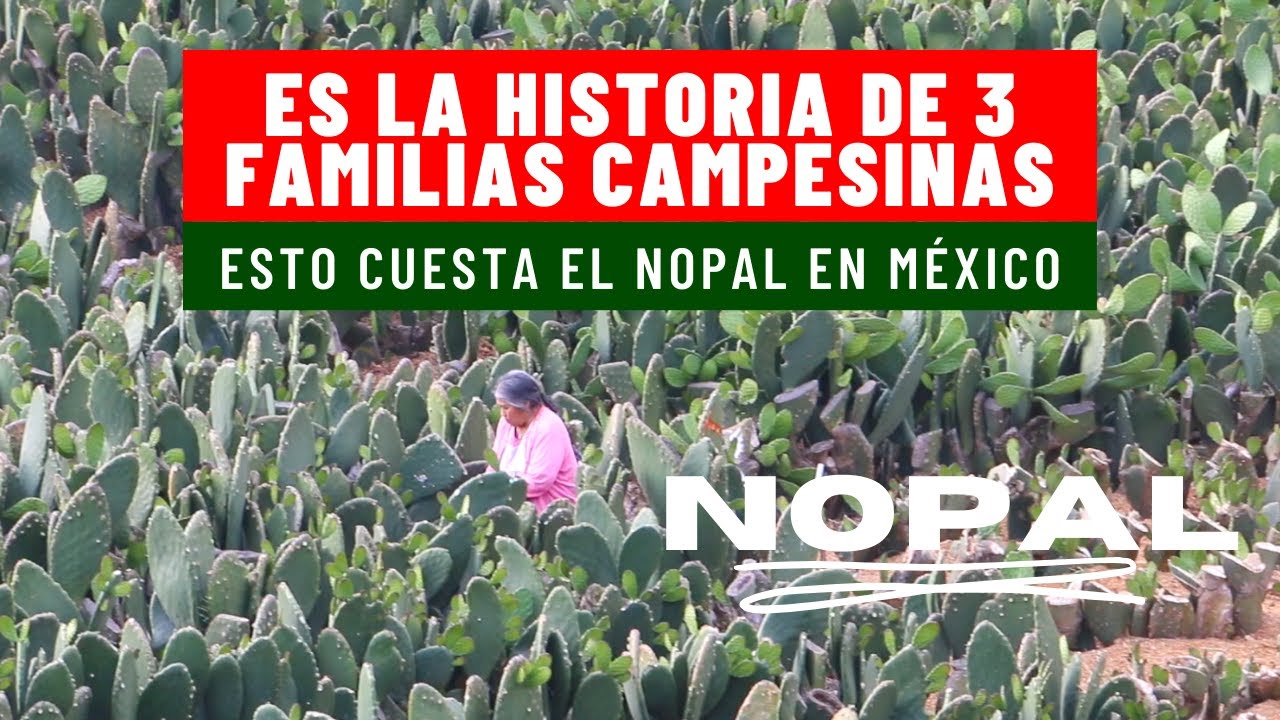 SEMBRANDO NOPALES - ASÍ SE COSECHA EN MILPA ALTA - YouTube