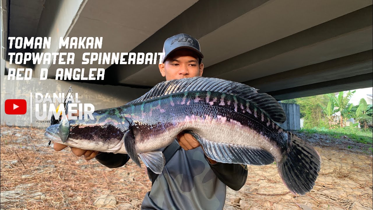 Mama Toman Makan Topwater | Toman Sungai Bachok - YouTube