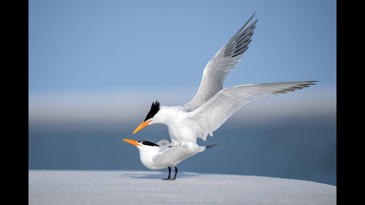 Bird Photography Lessons at the New Far Bar at Fort DeSoto with Arthur ...