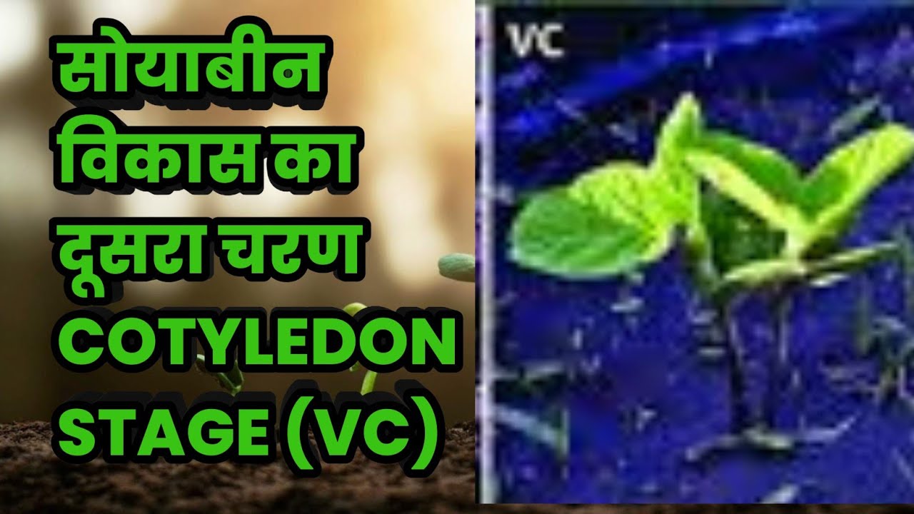 सोयाबीन विकास का दूसरा चरण // Soybean growth vc stage - YouTube